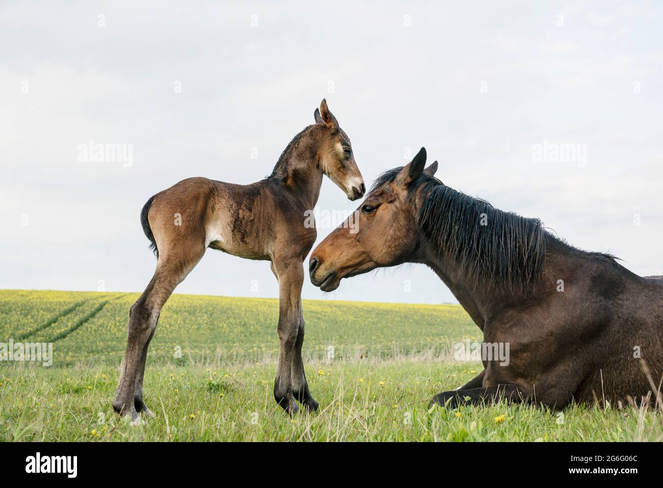 Beautiful brown horse mare and foal in spring field Stock Photo - Alamy
