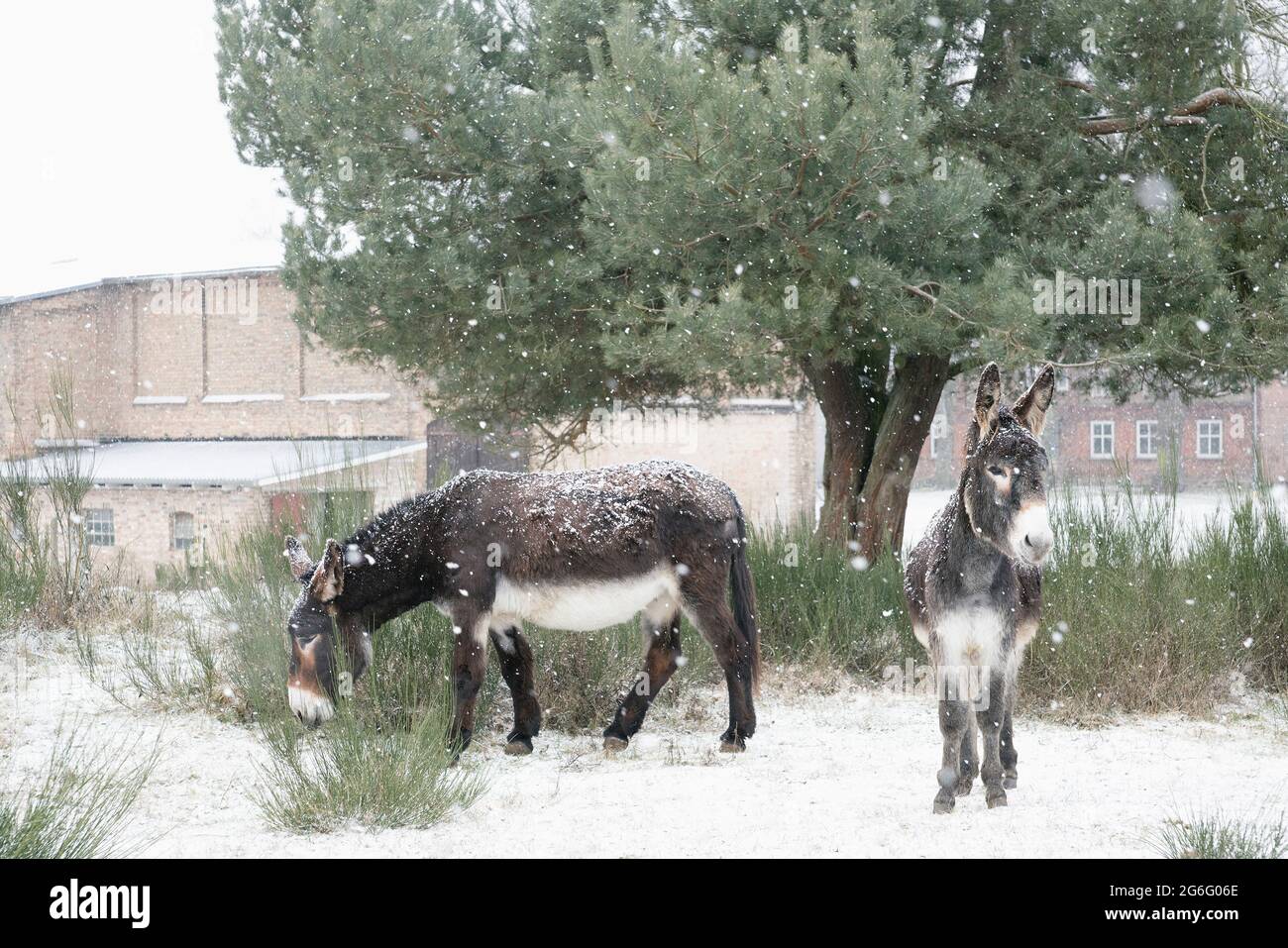 Donkeys snow hi-res stock photography and images - Alamy
