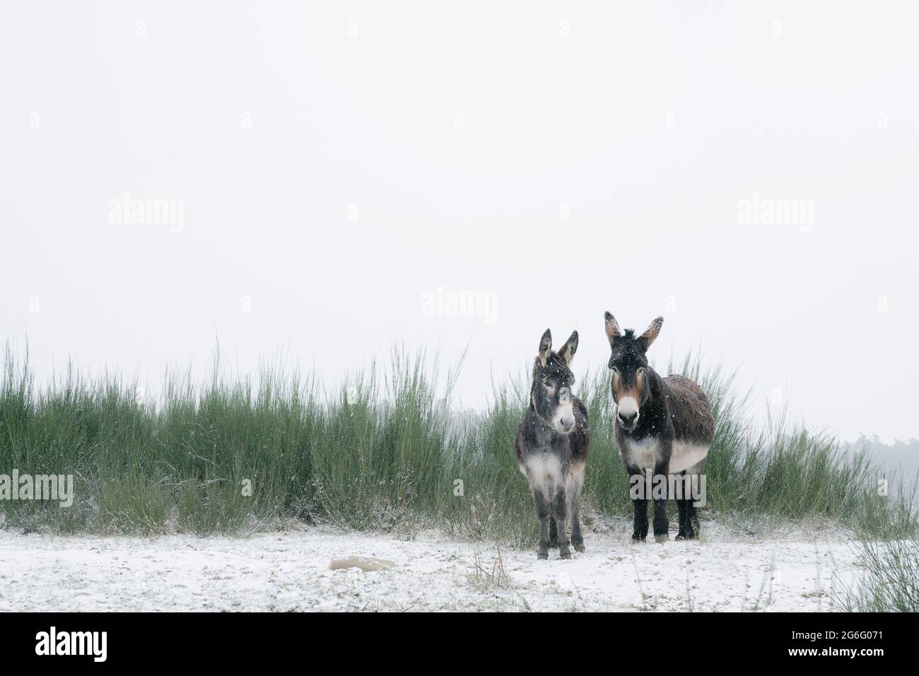 Portrait two donkeys in snowy field Stock Photo - Alamy