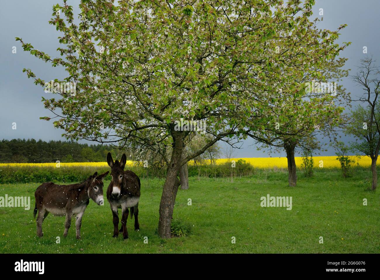 Donkeys standing under spring tree on farm Stock Photo - Alamy