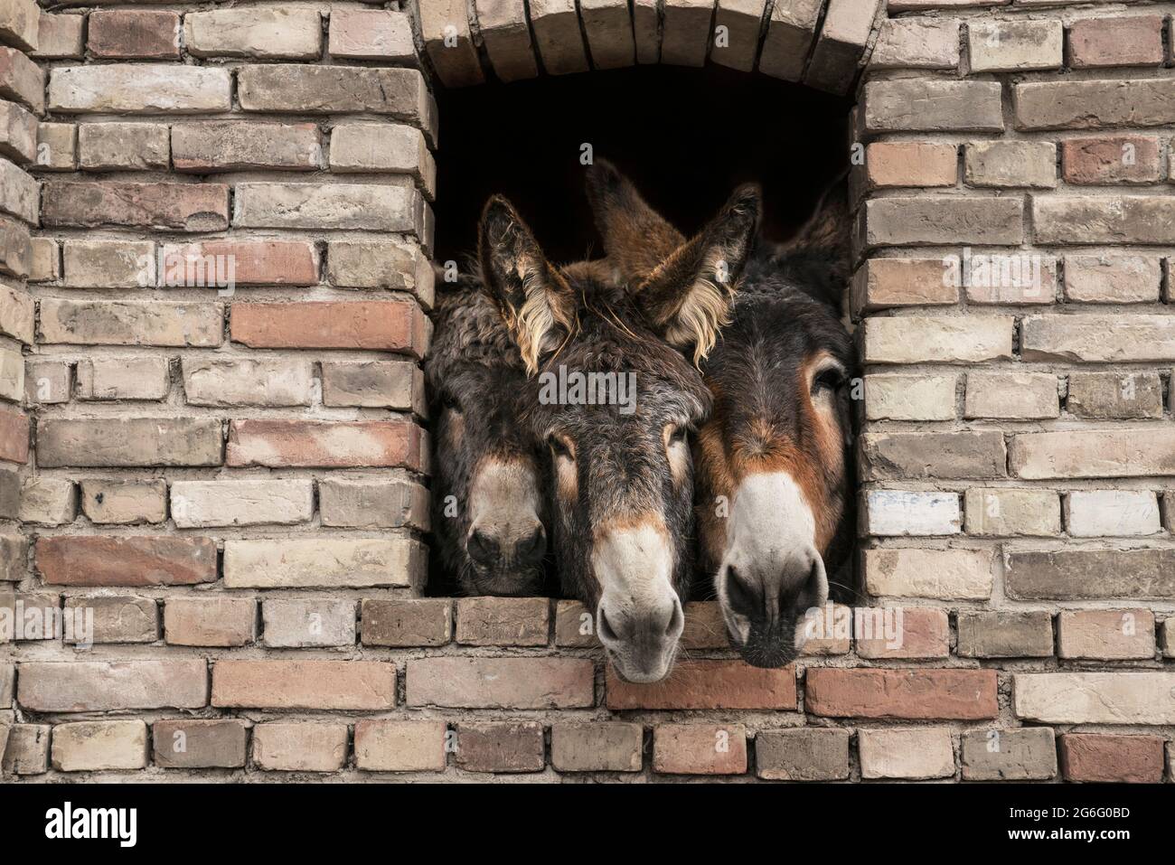 Portrait three donkeys in brick window Stock Photo - Alamy