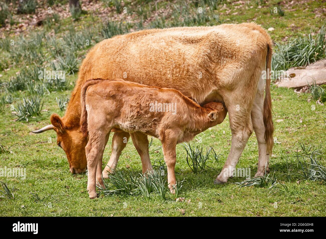 Unweaned calf hi-res stock photography and images - Alamy