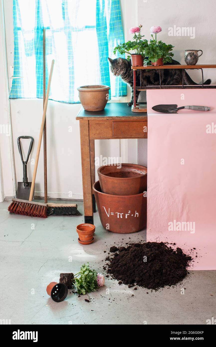 Cat spilling potting soil in gardening shed Stock Photo - Alamy