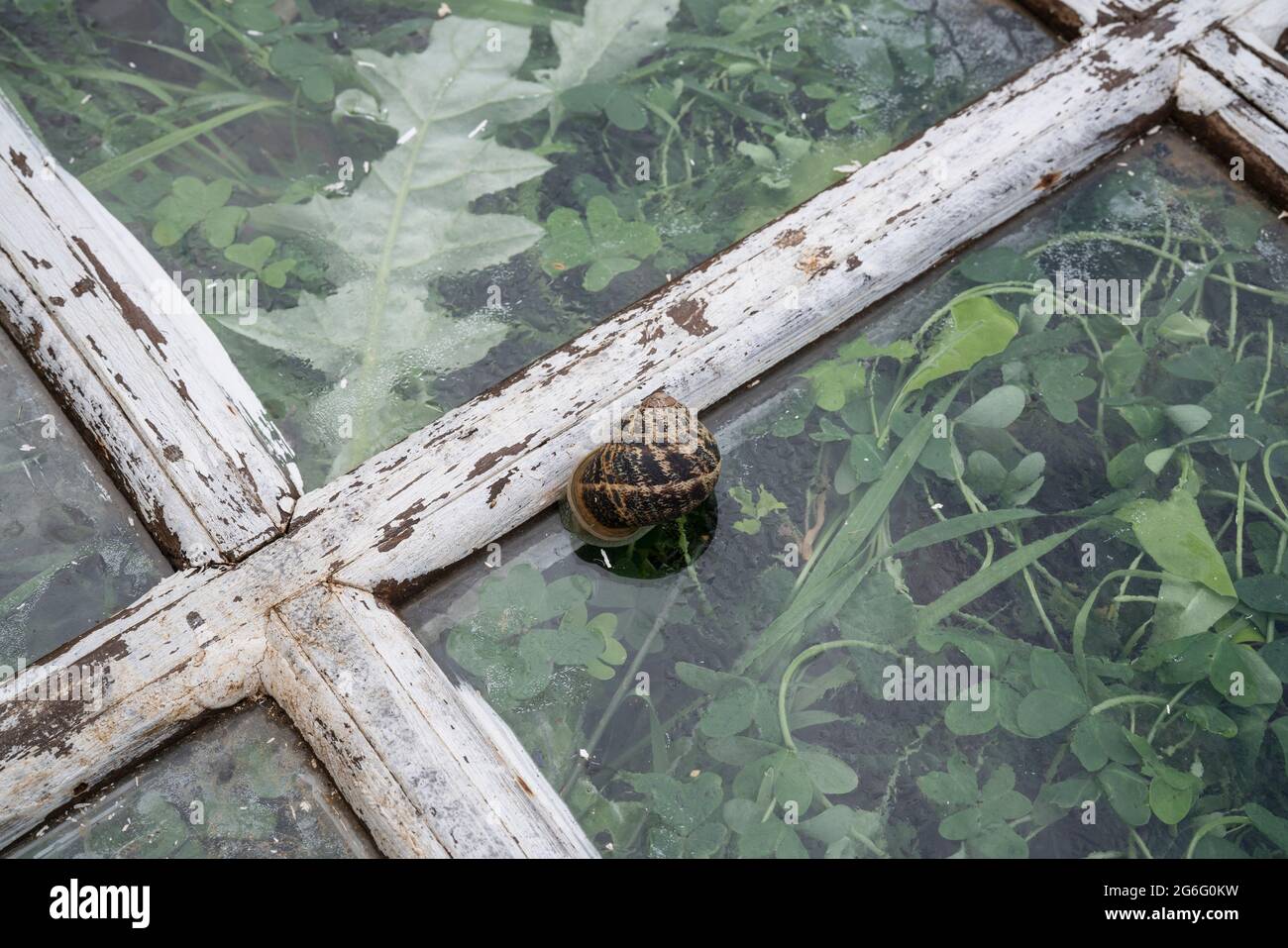 Snail shell on rustic window pane over weeds Stock Photo - Alamy