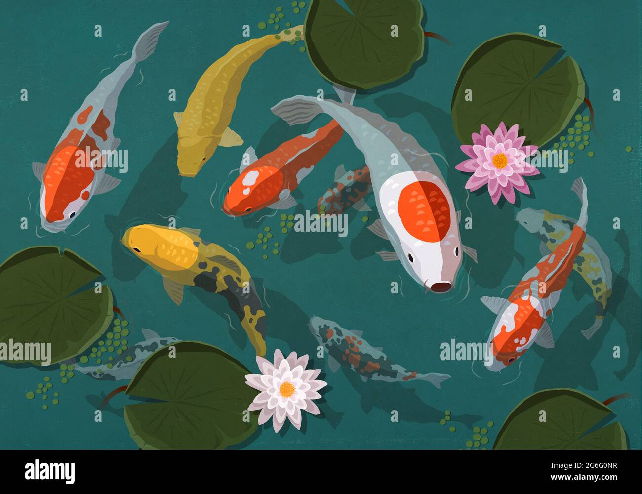 Koi fish swimming in pond with lily pads Stock Photo - Alamy