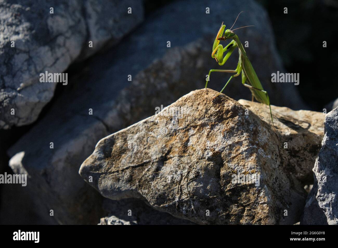 Praying mantis on rock hi-res stock photography and images - Alamy