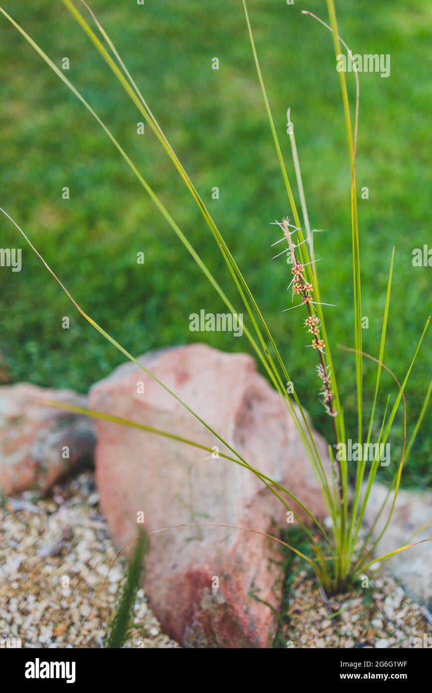 native Australian lomandra grass plant with flowers and seed pods ...