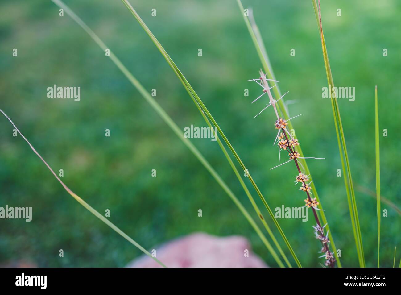 native Australian lomandra grass plant with flowers and seed pods ...