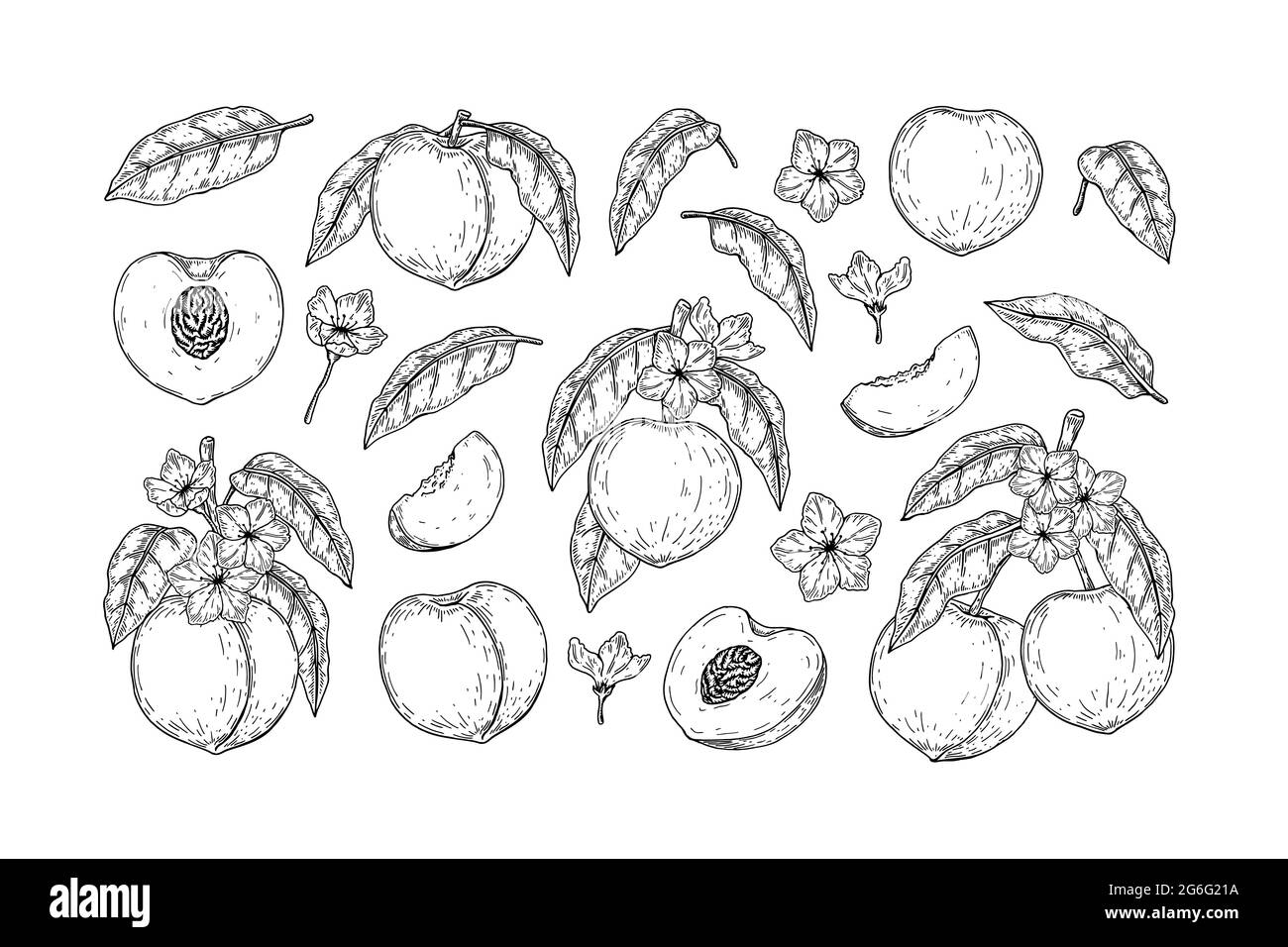 Set of hand drawn peach clip art. Vector illustration in sketch style ...