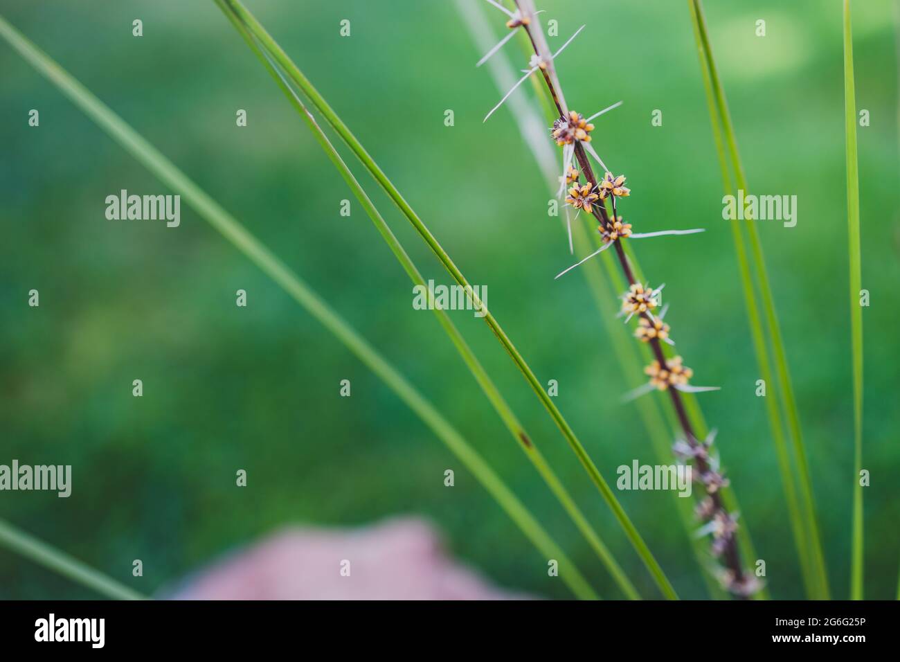 native Australian lomandra grass plant with flowers and seed pods ...