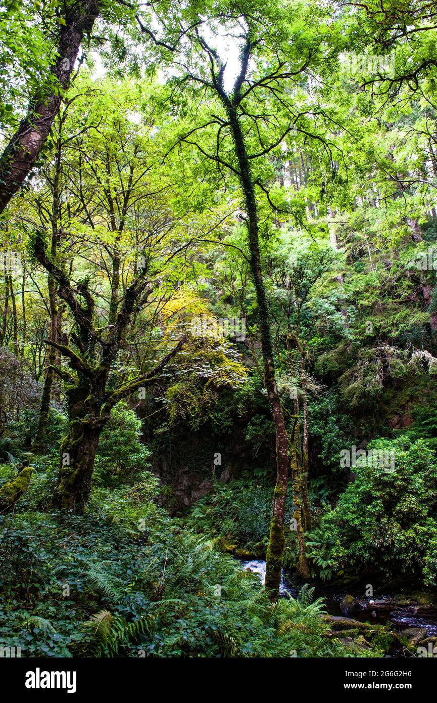 Torc Waterfall, Kerry National Park, Ireland Stock Photo - Alamy