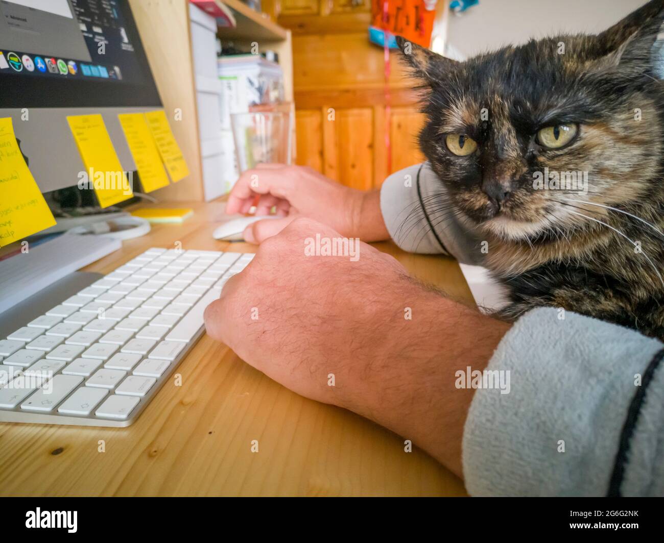 View from the side on a tortoiseshell cat lying between human male ...