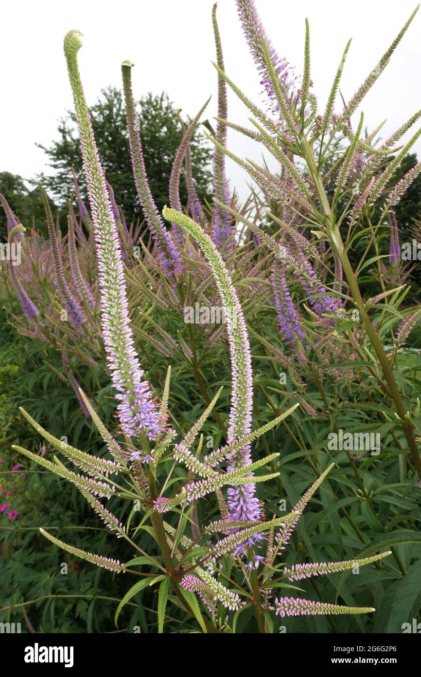 Kandelaber-Ehrenpreis, KandelaberEhrenpreis (Veronicastrum virginicum ...