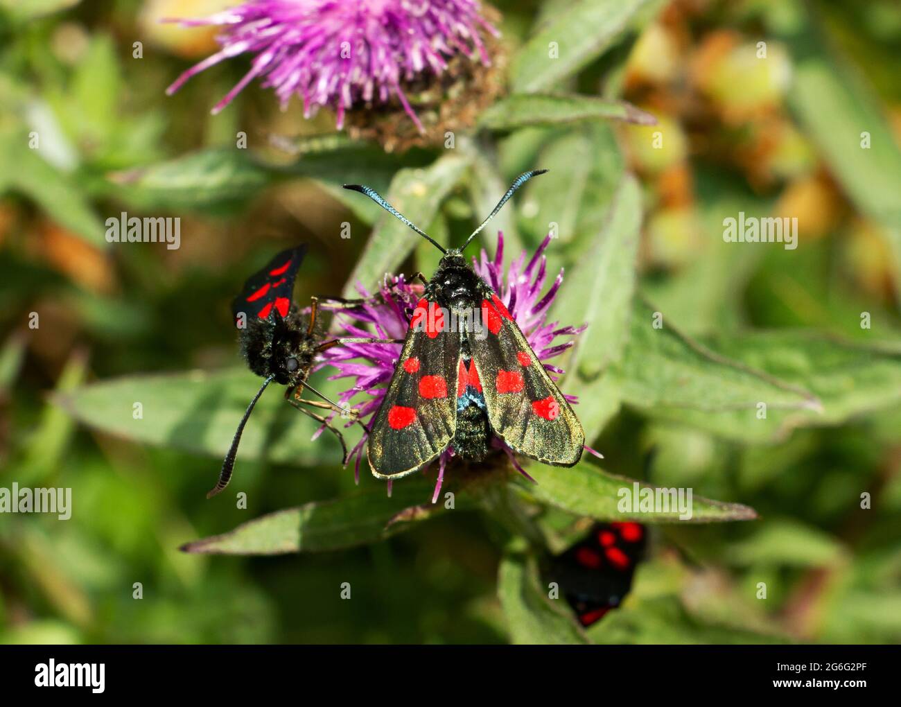 Moth warning colours hi-res stock photography and images - Alamy