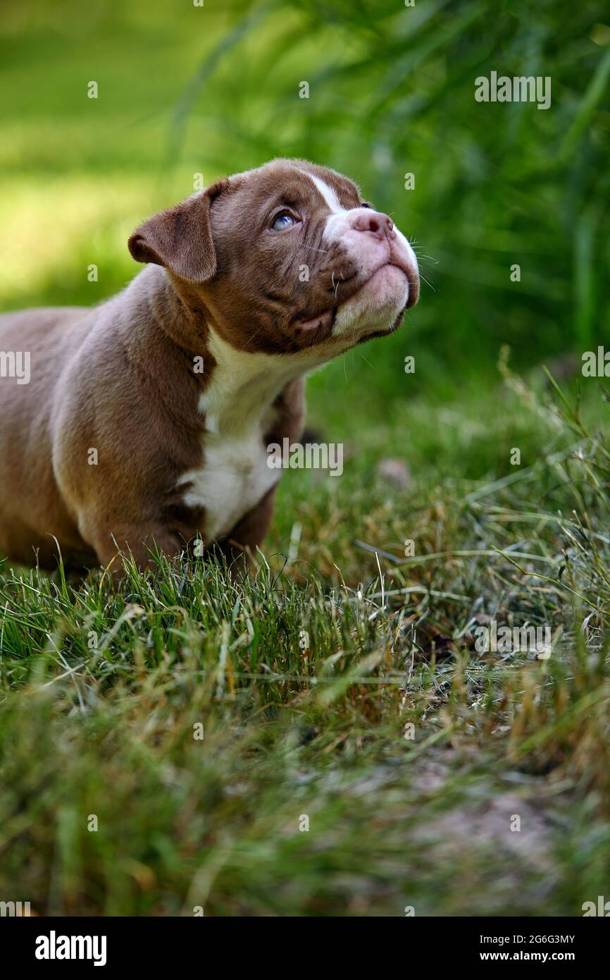 Cheerful funny bully young cute hi-res stock photography and images - Alamy