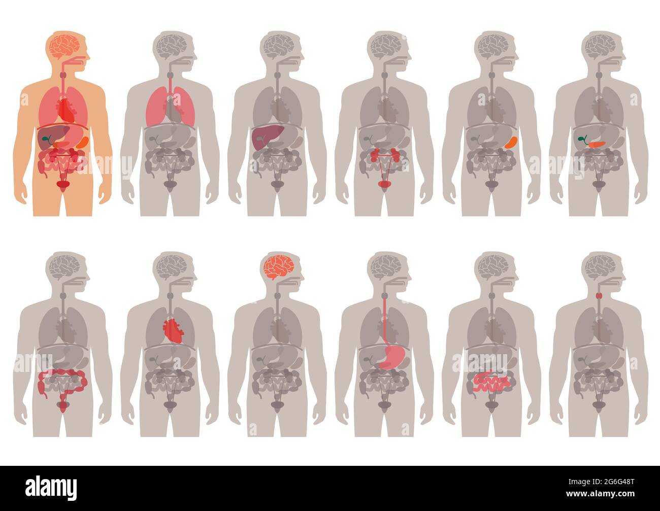 Human body parts icons hi-res stock photography and images - Alamy