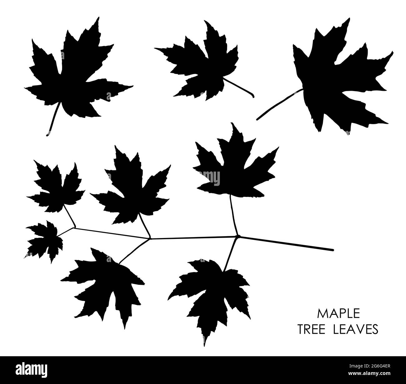 Black silhouettes of maple leaves isolated on white. Autumn fallen ...