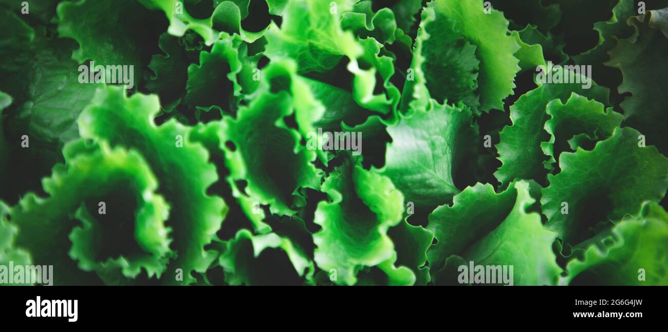 Banner with texture of organic healthy green lettuce plants Stock Photo ...