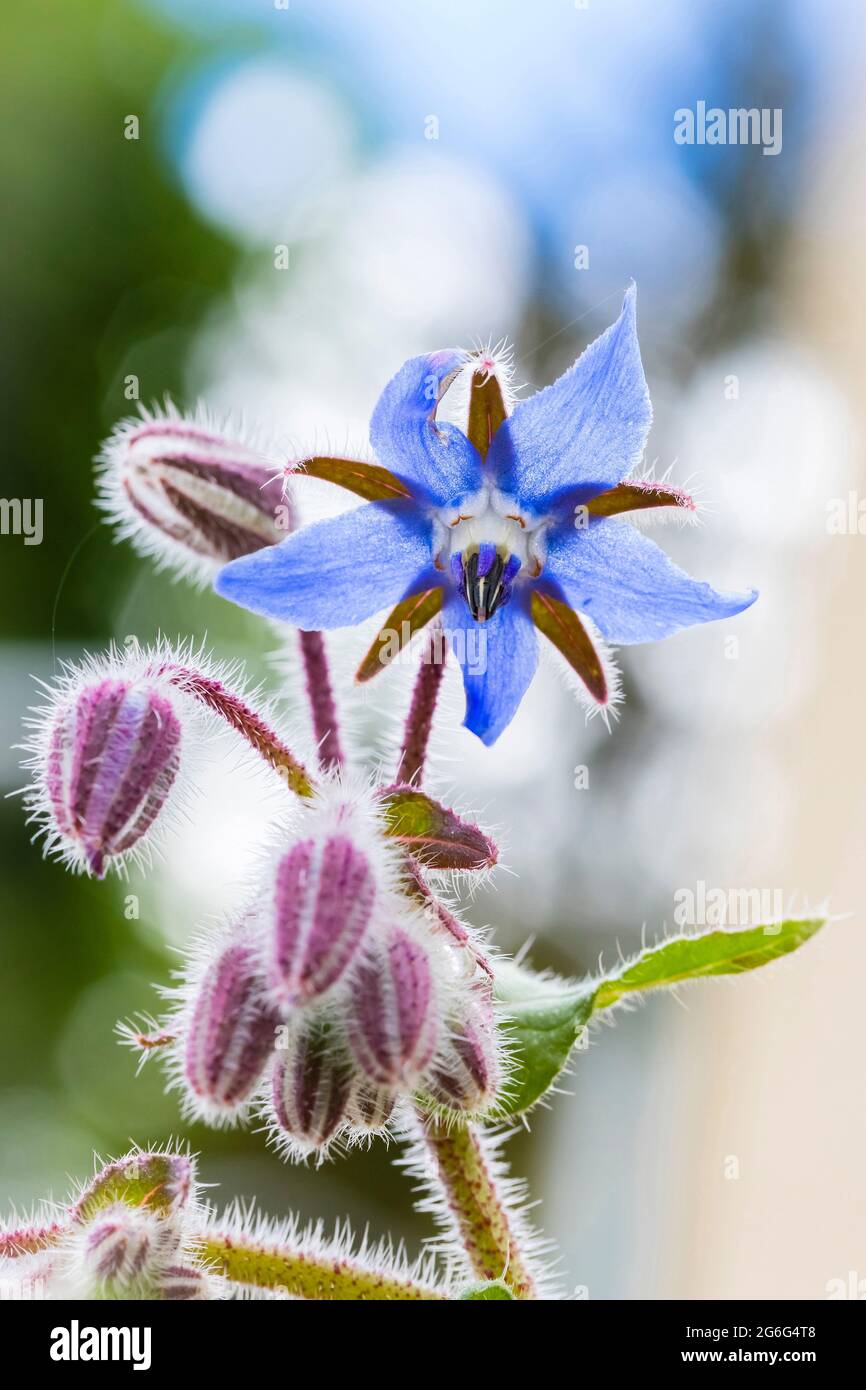 common borage (Borago officinalis), flower in backlight, Germany Stock ...