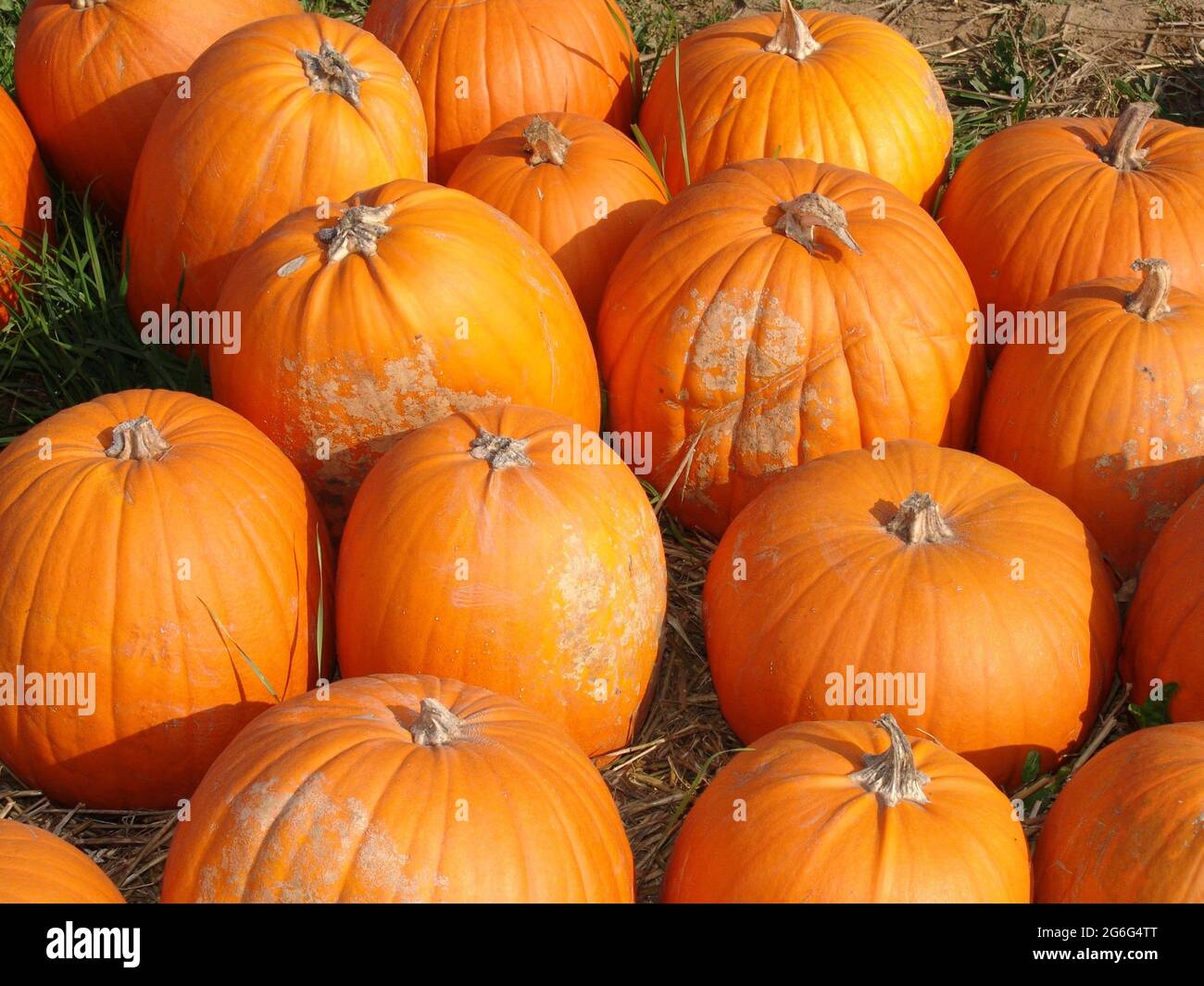 marrow, field pumpkin (Cucurbita pepo), ripe marrows Stock Photo - Alamy