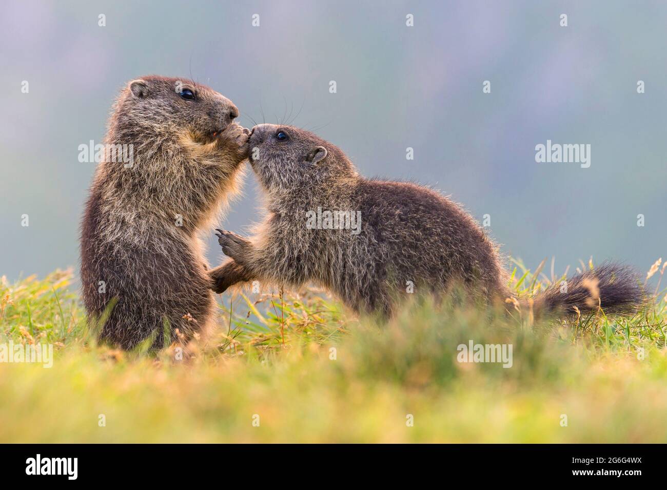 alpine marmot (Marmota marmota), two young animals, side view , Austria ...