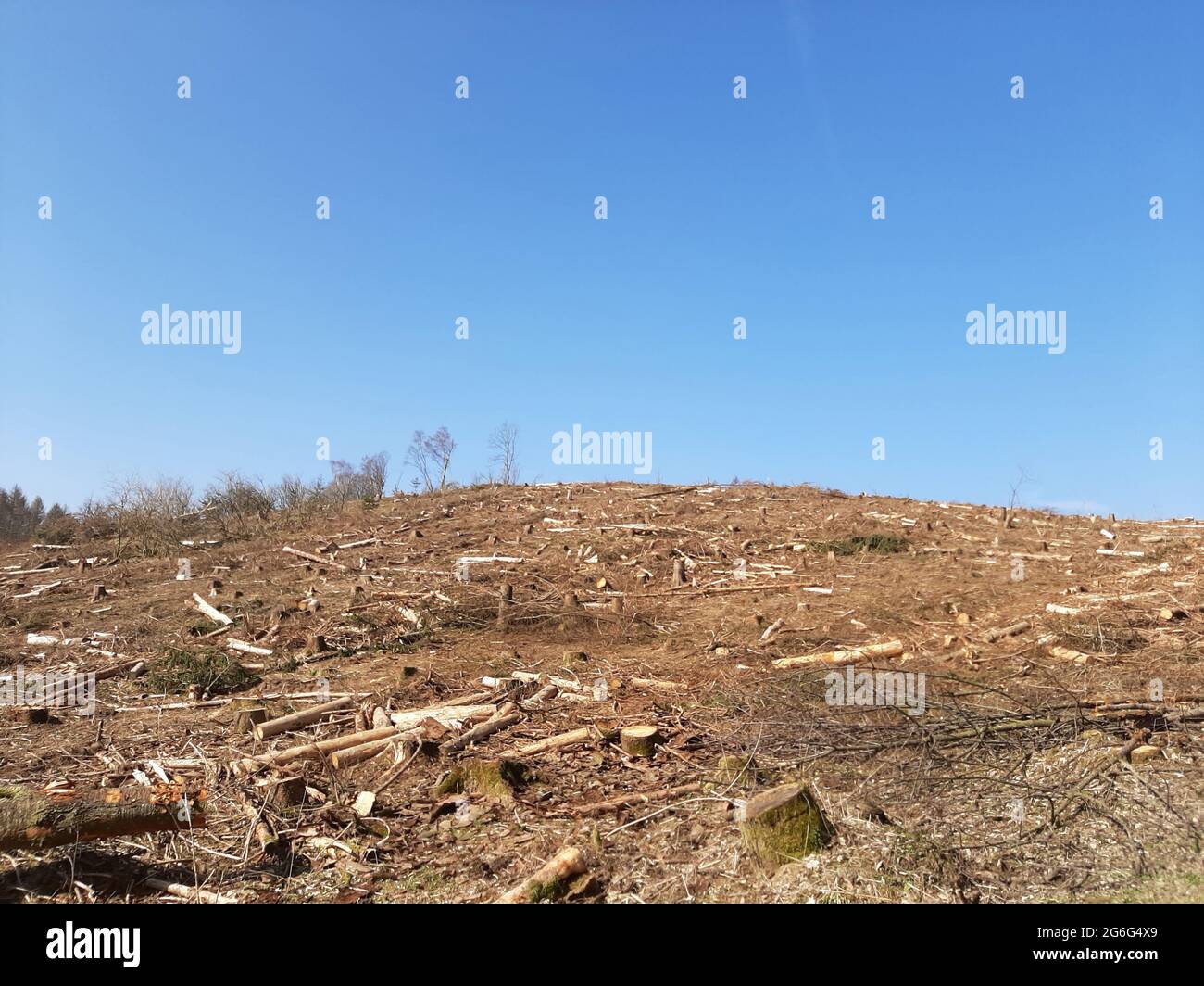 cleared area - former spruce stand , Germany Stock Photo - Alamy