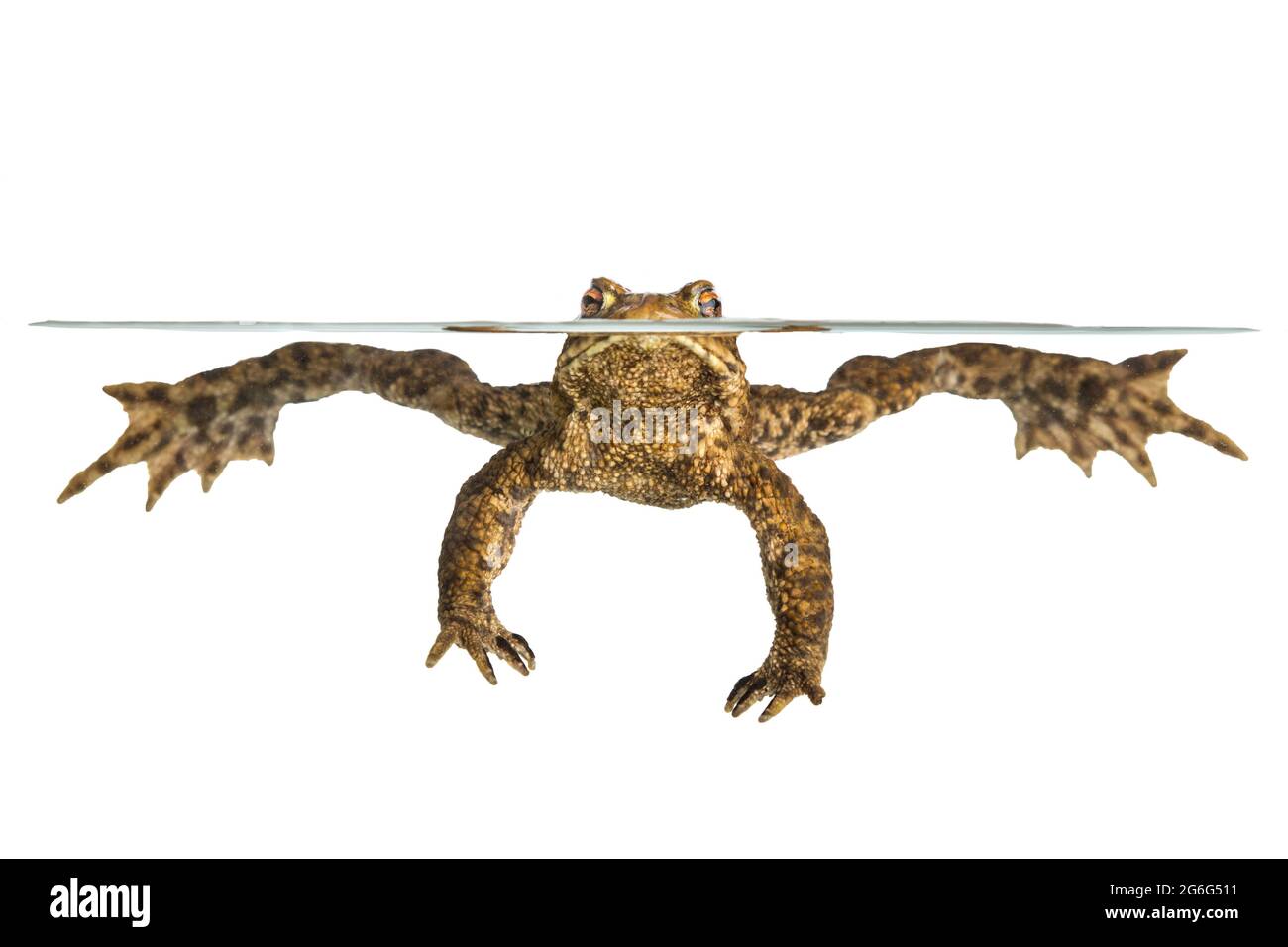 European fauna species Cut Out Stock Images & Pictures - Alamy