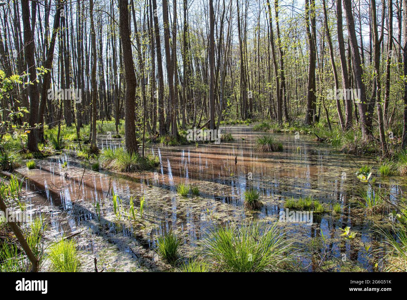 common alder, black alder, European alder (Alnus glutinosa), alluvial ...