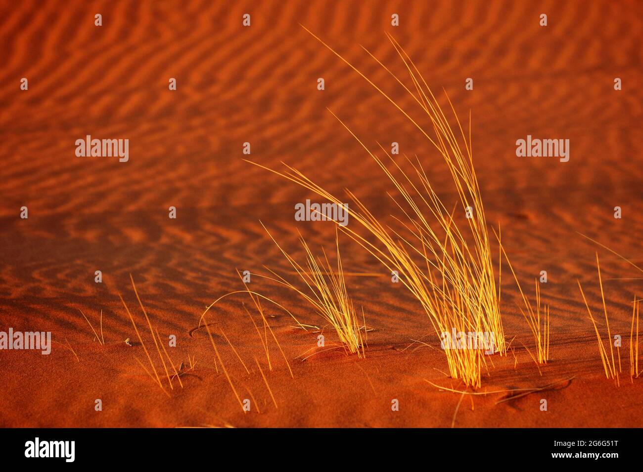 Grass in the namib desert hi-res stock photography and images - Alamy