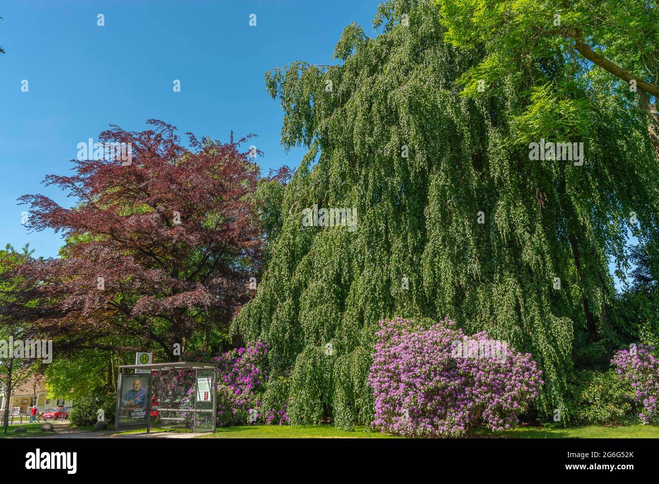 Weeping beech (Fagus sylvatica 'Pendula', Fagus sylvatica Pendula ...