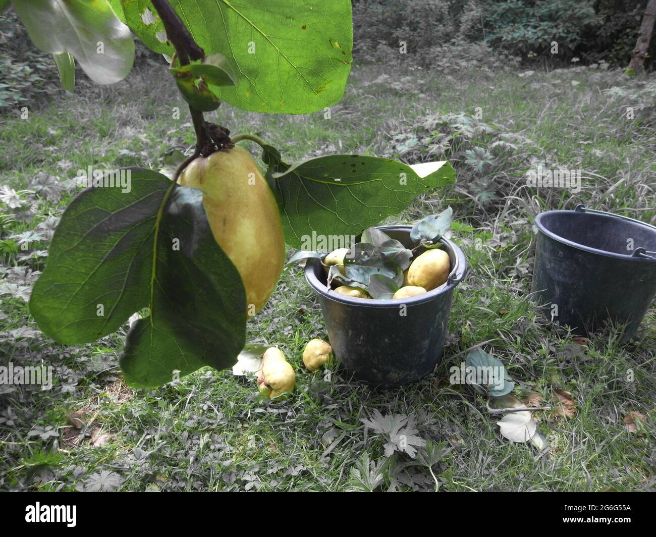 common quince (Cydonia oblonga), harvesting quinces Stock Photo - Alamy