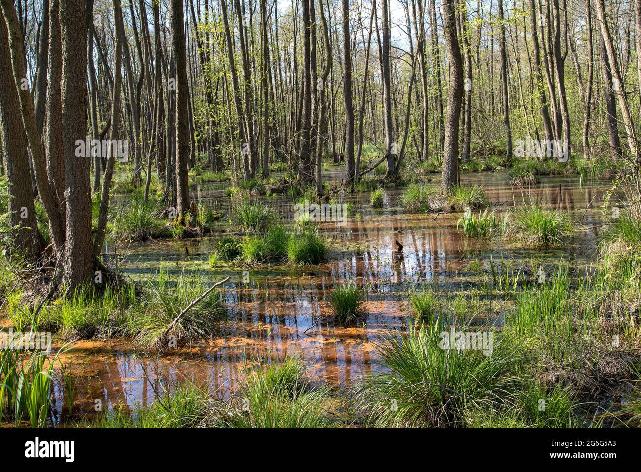 common alder, black alder, European alder (Alnus glutinosa), alluvial ...