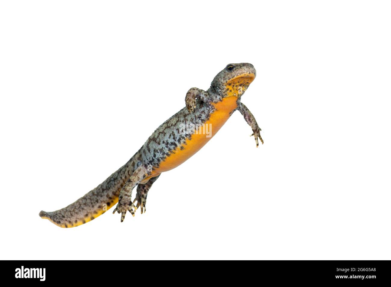 Tritons alpestres hi-res stock photography and images - Alamy