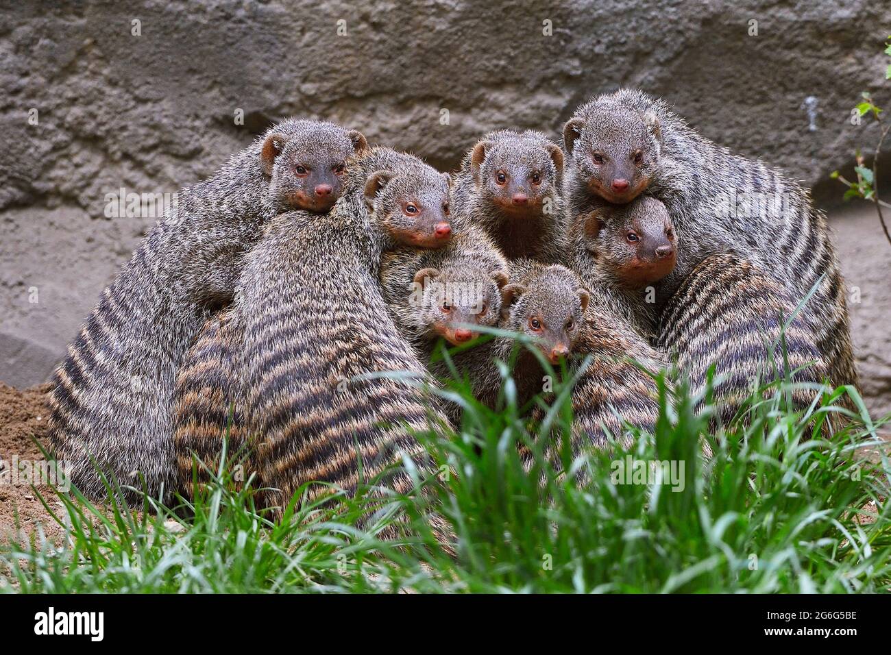 banded mongoose, zebra mongoose (Mungos mungo), mongooses warming each ...