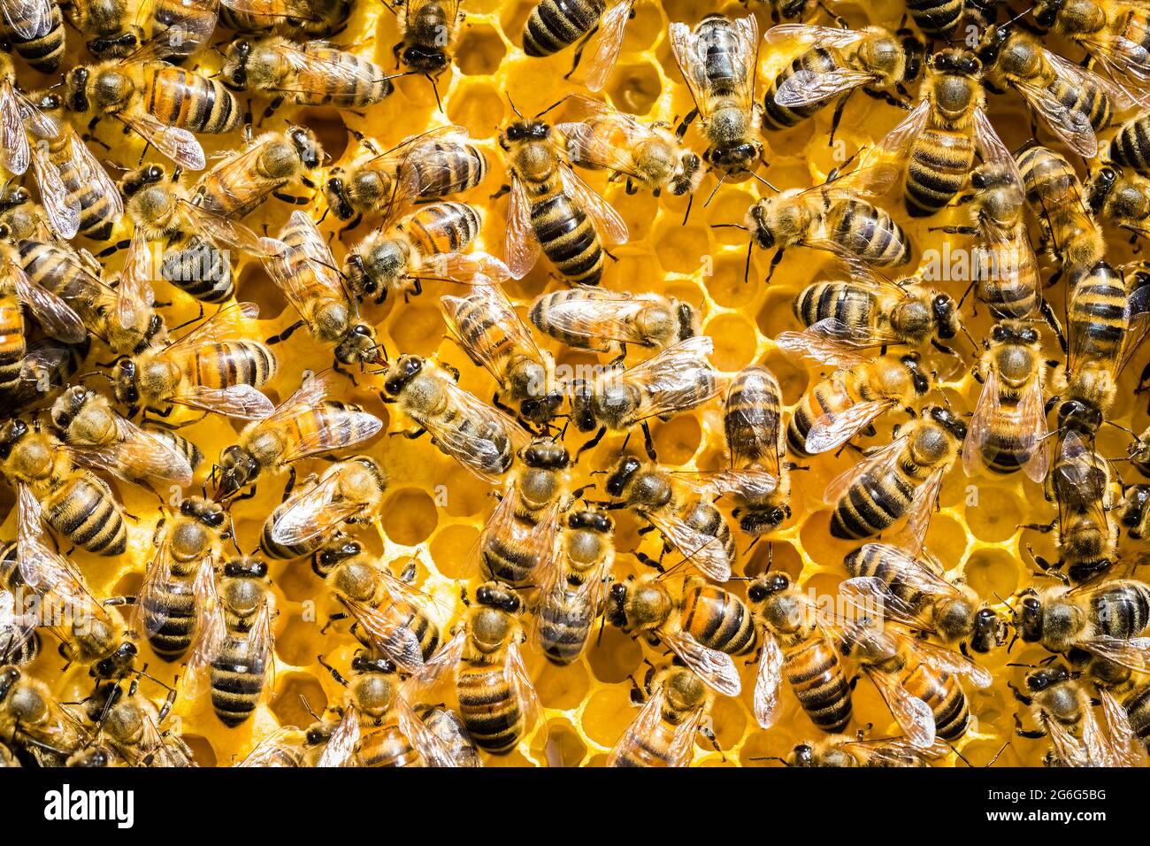 honey bee, hive bee (Apis mellifera mellifera), bees in the beehive ...