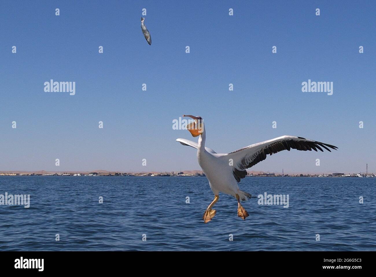 eastern white pelican (Pelecanus onocrotalus), tries catching a thrown ...