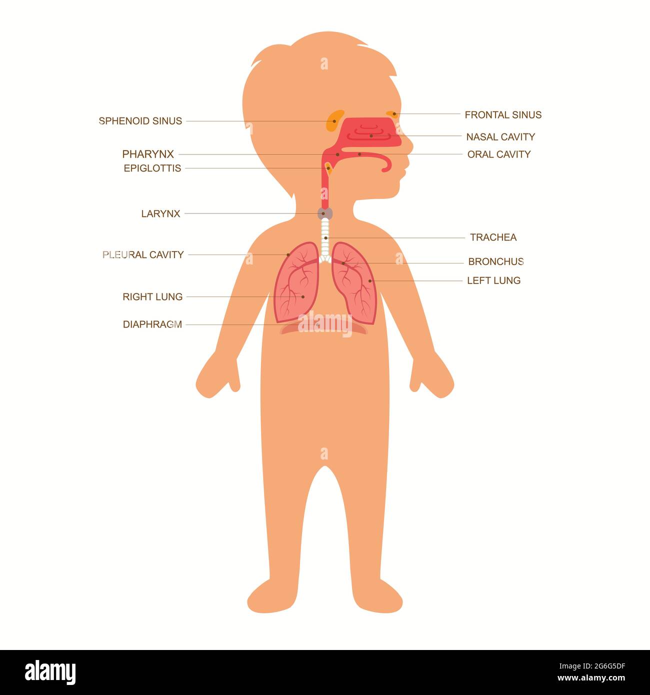 human respiratory system anatomy, child vector medical nose ...