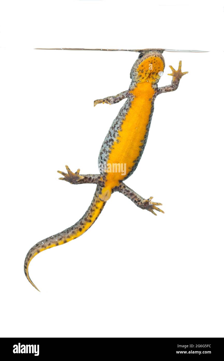 alpine newt (Triturus alpestris, Ichthyosaura alpestris, Mesotriton ...