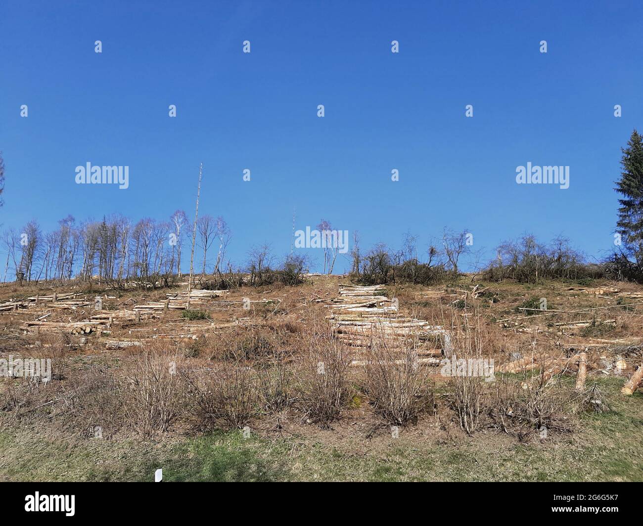 Norway spruce (Picea abies), stacked spruce wood in rows on a ...