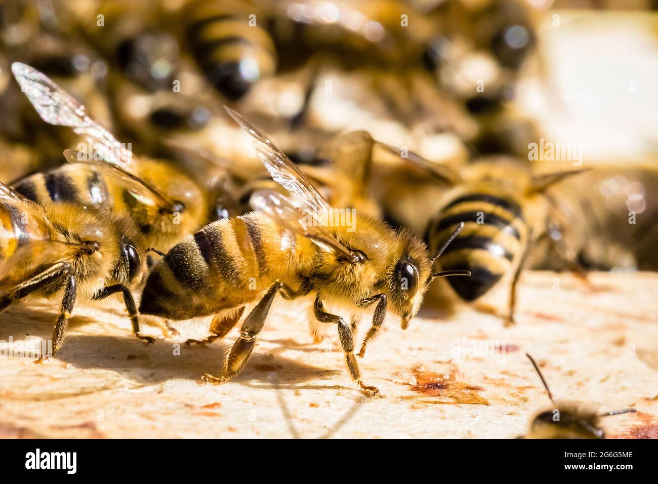 honey bee, hive bee (Apis mellifera mellifera), bees in the beehive ...