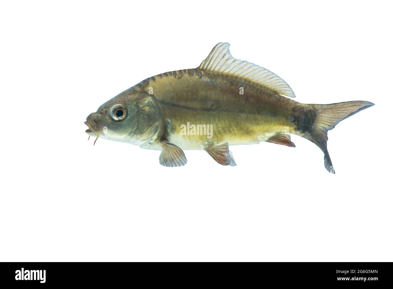 carp, common carp, European carp (Cyprinus carpio), cut-out, Germany ...