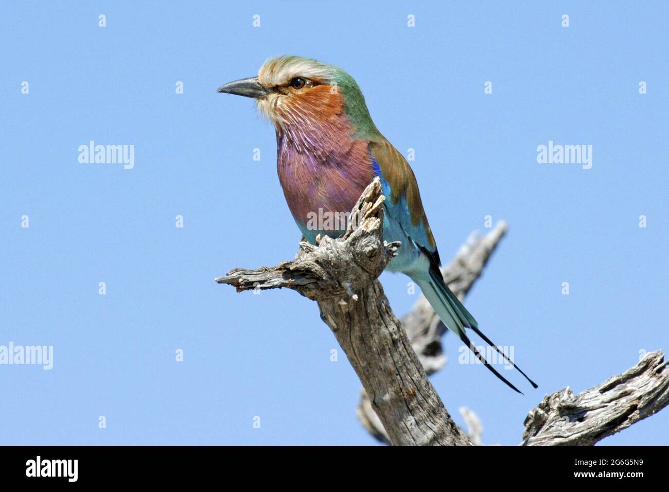 Namibia lilac breasted roller hi-res stock photography and images - Alamy