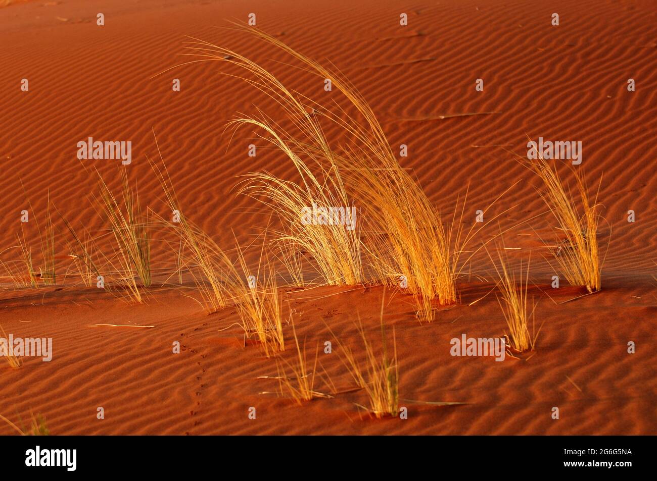 dune grass in the Namib desert in evening sun, Namibia, Namib Naukluft ...
