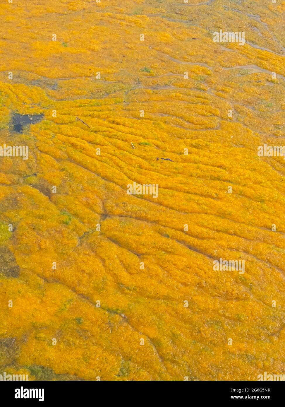 With brown algae hi-res stock photography and images - Alamy
