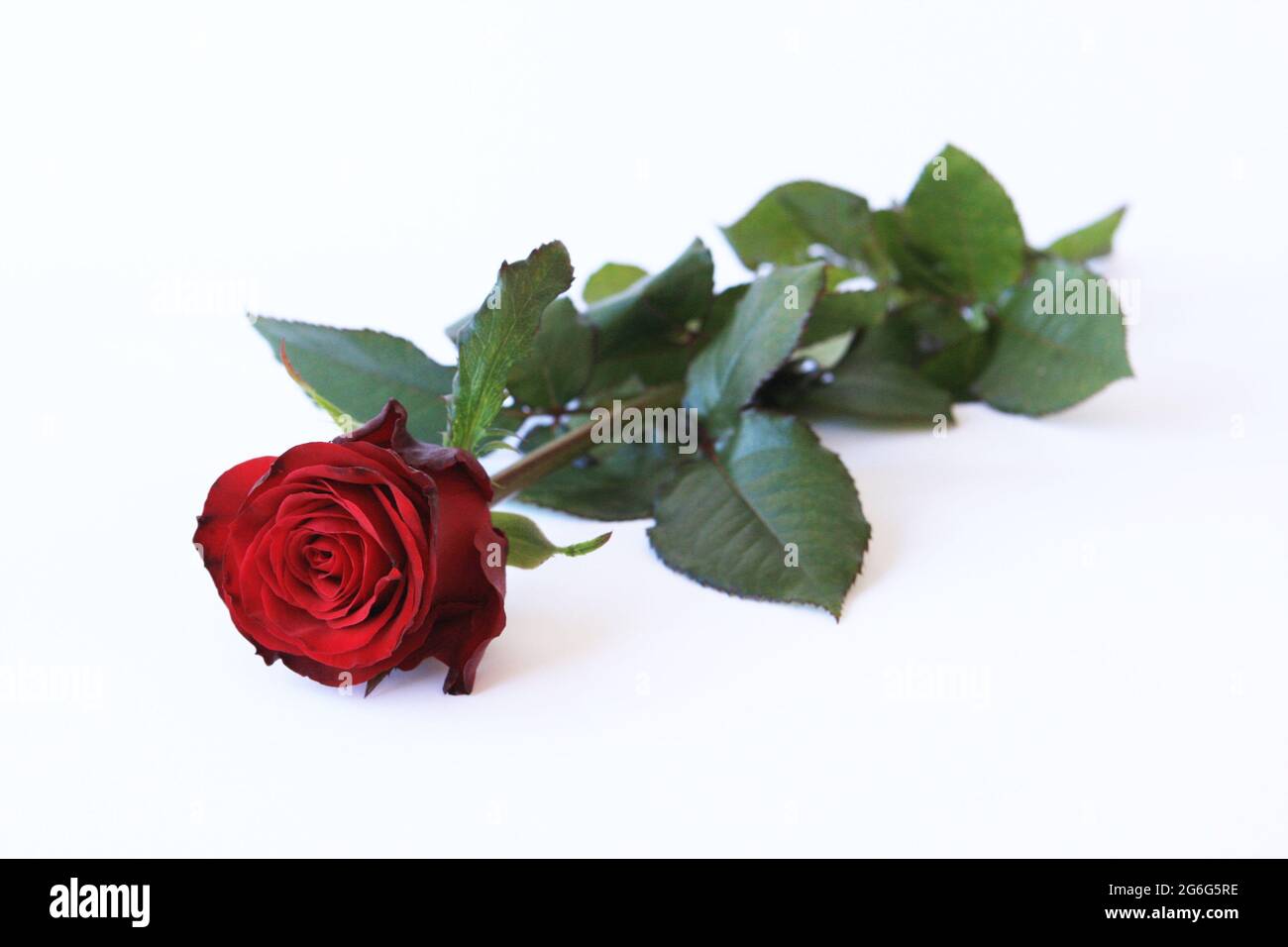 And rose cut hi-res stock photography and images - Alamy