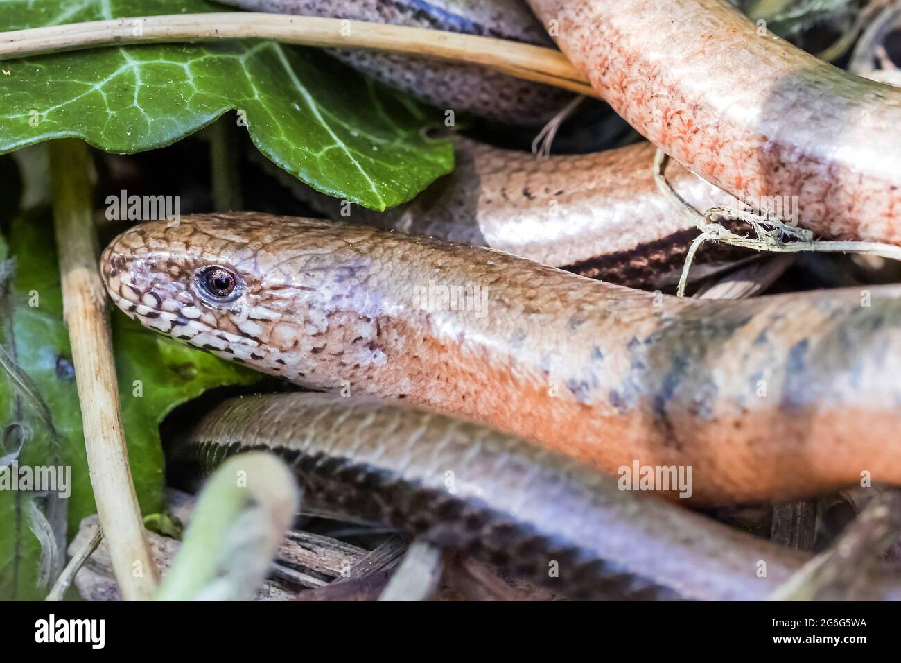European slow worm, blindworm, slow worm (Anguis fragilis), rolled up ...
