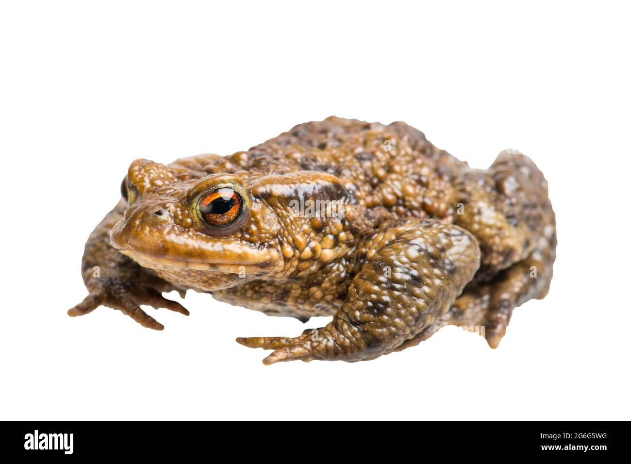 Sapo europeo bufo bufo hi-res stock photography and images - Alamy
