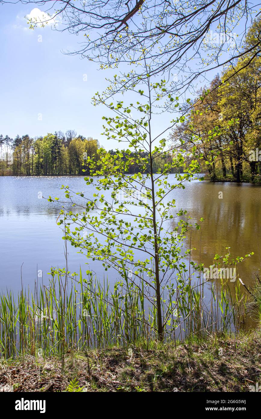 common alder, black alder, European alder (Alnus glutinosa), young ...