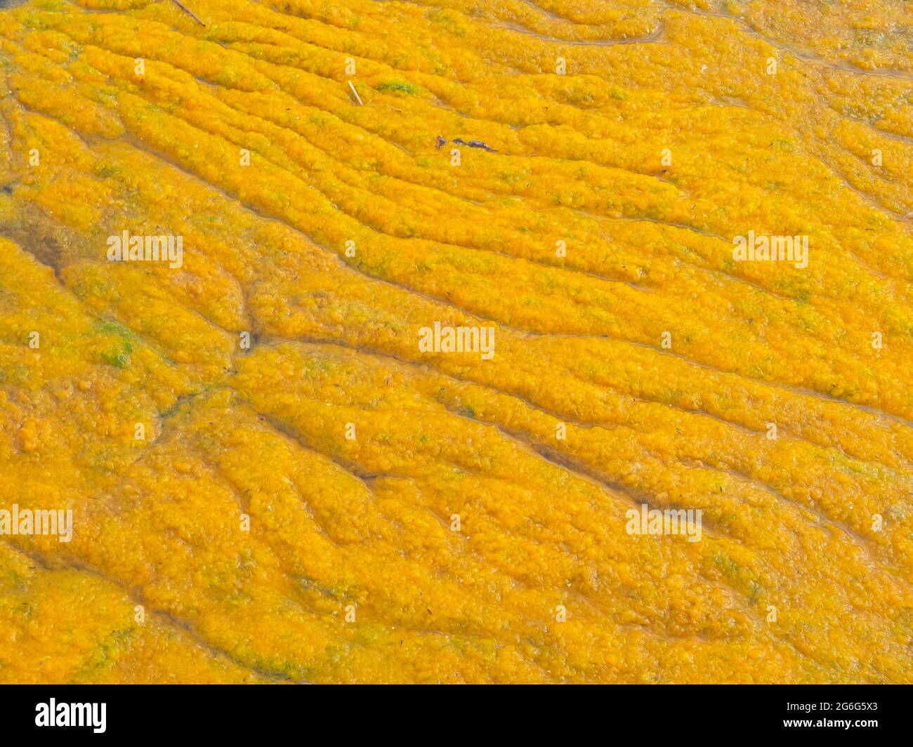 With brown algae hi-res stock photography and images - Alamy