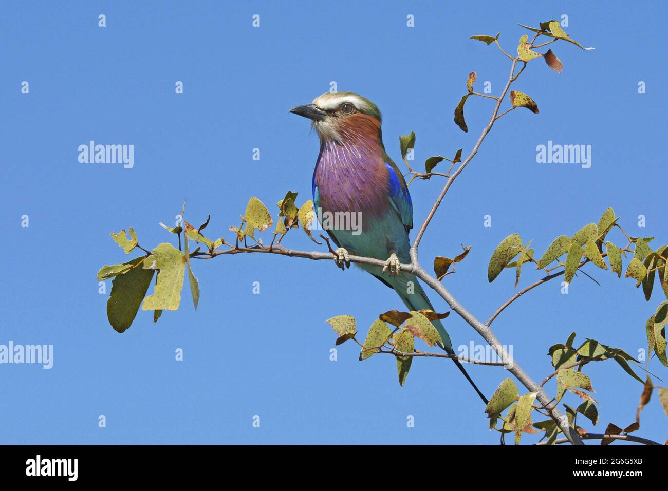 African rollers hi-res stock photography and images - Alamy